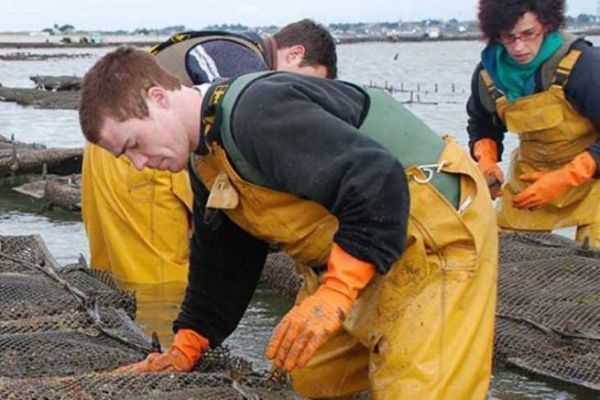 Les formations en conchyliculture et cultures marines : un parcours ...